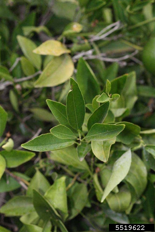 Lee, Citrus reticulata cv. Lee (Sapindales: Rutaceae) - 5519622