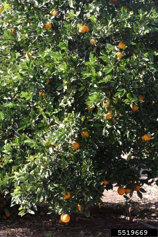Leng, Citrus x aurantium cv. Leng (Sapindales: Rutaceae) - 5519669