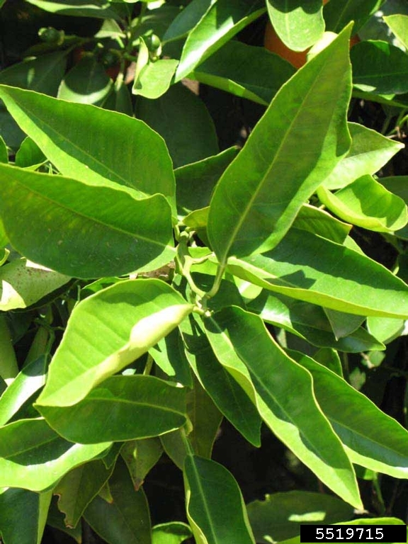 Lima (Citrus sinensis cv. Lima)