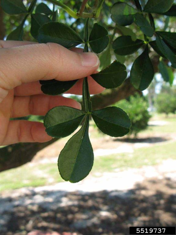 Lime Prickly Ash (Zanthoxylum fagara cv. Lime Prickly Ash (L.) Sarg.)