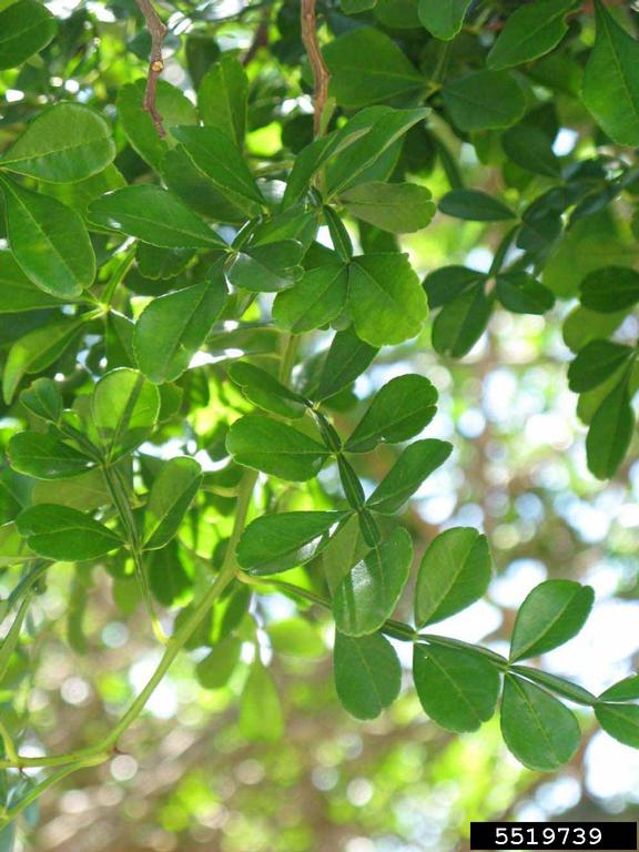 Lime Prickly Ash (Zanthoxylum fagara cv. Lime Prickly Ash (L.) Sarg.)
