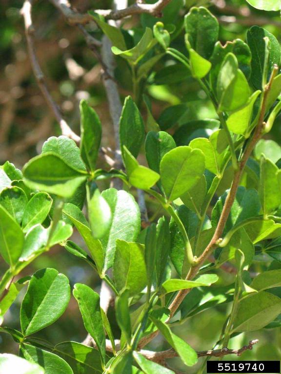 Lime Prickly Ash (Zanthoxylum fagara cv. Lime Prickly Ash)