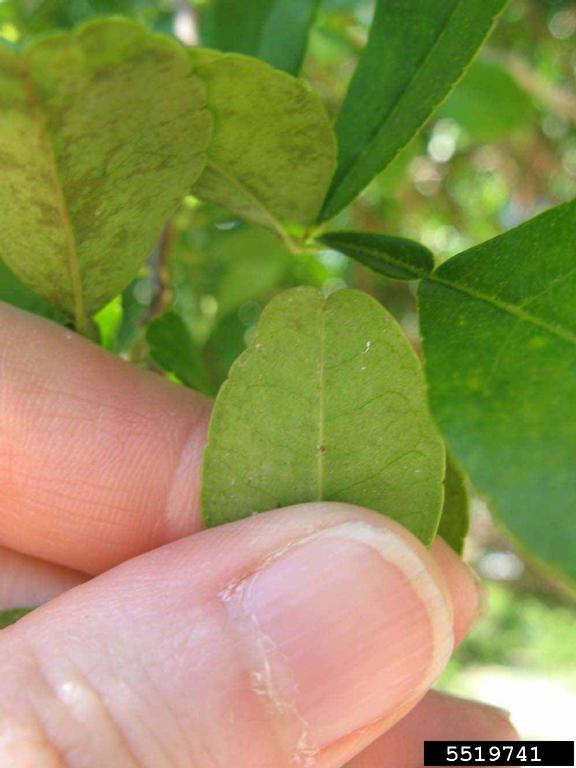 Lime Prickly Ash (Zanthoxylum fagara cv. Lime Prickly Ash)