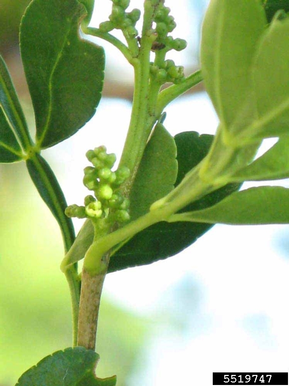 Lime Prickly Ash (Zanthoxylum fagara cv. Lime Prickly Ash)