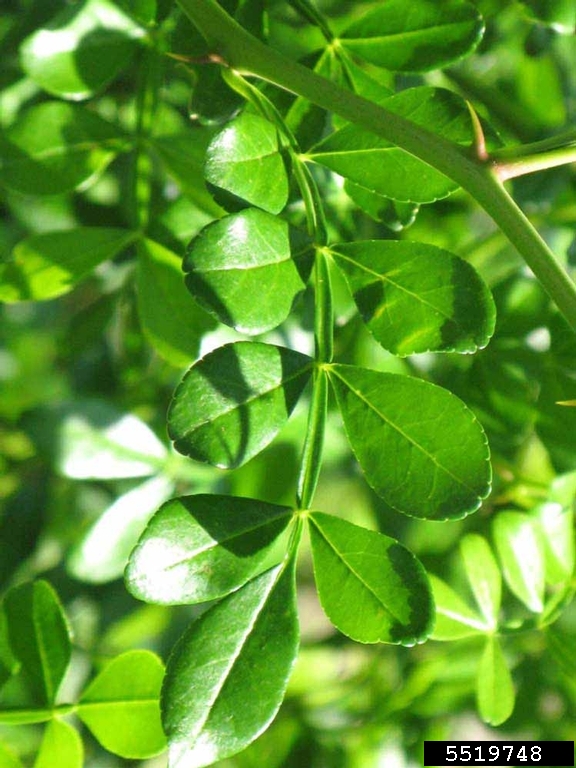Lime Prickly Ash (Zanthoxylum fagara cv. Lime Prickly Ash)