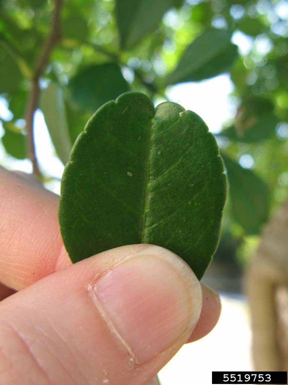 Lime Prickly Ash (Zanthoxylum fagara cv. Lime Prickly Ash (L.) Sarg.)