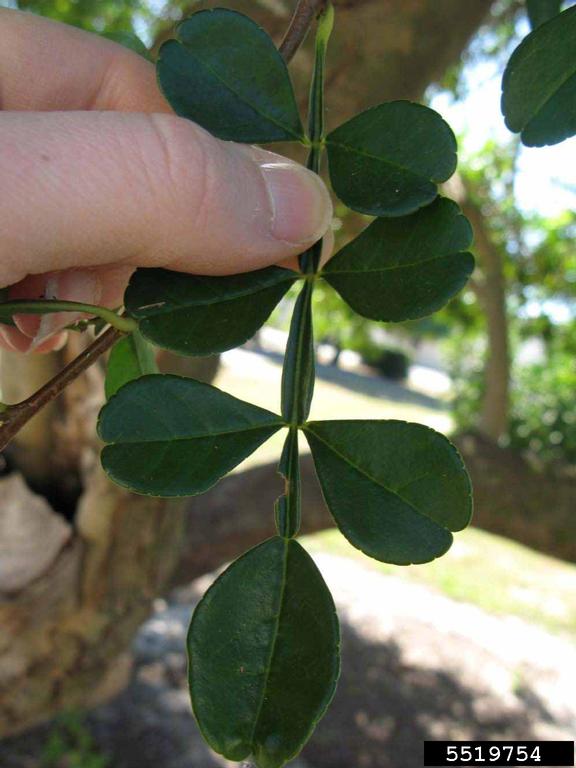 Lime Prickly Ash (Zanthoxylum fagara cv. Lime Prickly Ash (L.) Sarg.)