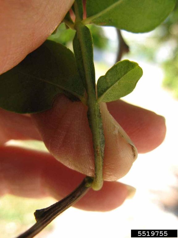Lime Prickly Ash (Zanthoxylum fagara cv. Lime Prickly Ash)