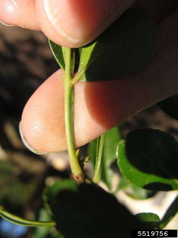 Lime Prickly Ash (Zanthoxylum fagara cv. Lime Prickly Ash (L.) Sarg.)