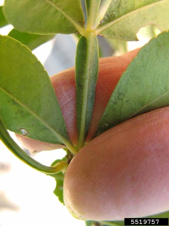 Lime Prickly Ash (Zanthoxylum fagara cv. Lime Prickly Ash (L.) Sarg.)