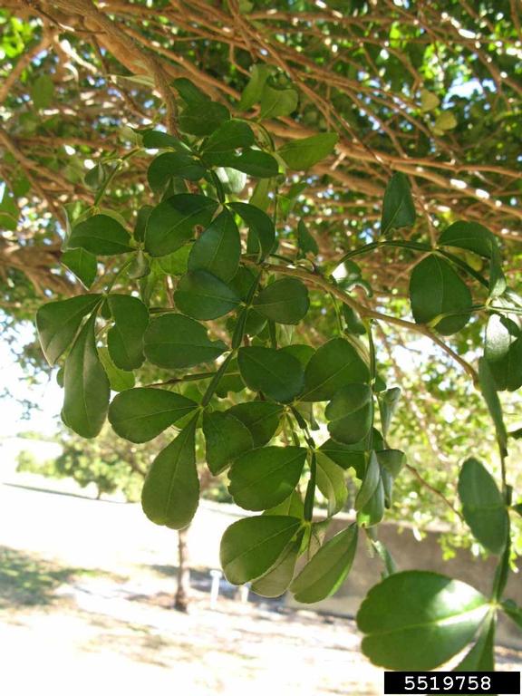Lime Prickly Ash (Zanthoxylum fagara cv. Lime Prickly Ash (L.) Sarg.)
