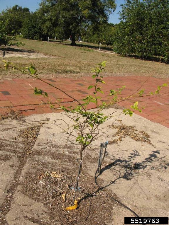 Limoncito (Triphasia trifolia cv. Limoncito)