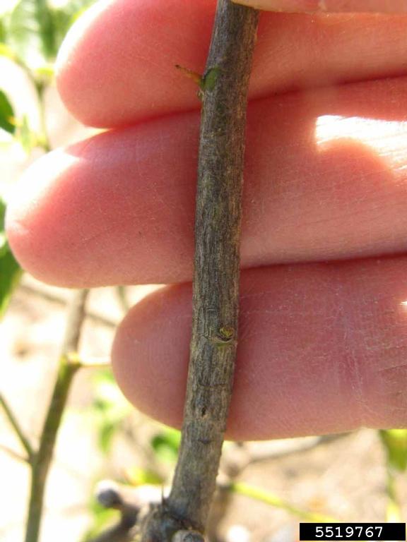 Limoncito (Triphasia trifolia cv. Limoncito (Burm. f.) P. Wilson)