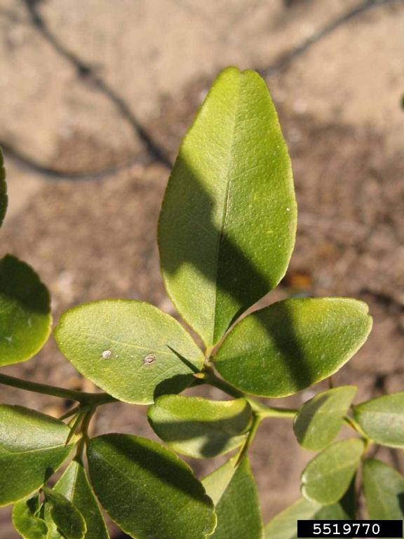 Limoncito (Triphasia trifolia cv. Limoncito (Burm. f.) P. Wilson)