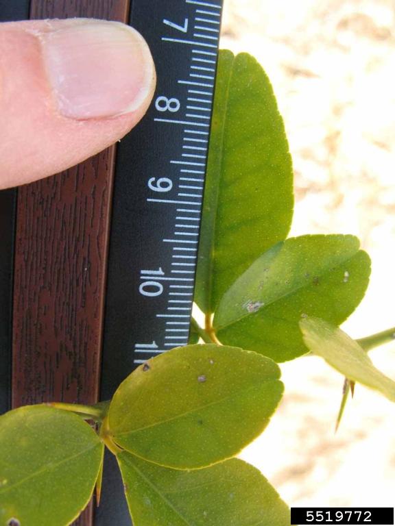 Limoncito (Triphasia trifolia cv. Limoncito)