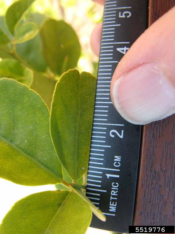 Limoncito (Triphasia trifolia cv. Limoncito (Burm. f.) P. Wilson)