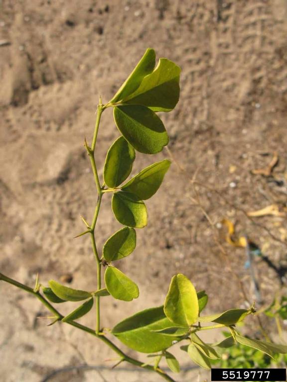 Limoncito (Triphasia trifolia cv. Limoncito (Burm. f.) P. Wilson)