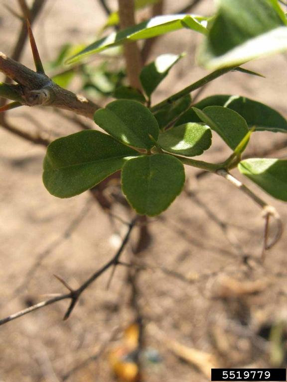 Limoncito (Triphasia trifolia cv. Limoncito)