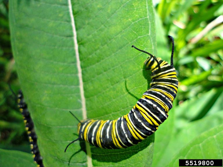 monarch butterfly (Danaus plexippus (Linnaeus))