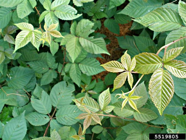 Allegheny blackberry (Rubus allegheniensis)