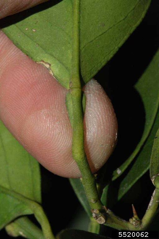 Macetera (Citrus x aurantium cv. Macetera L.)