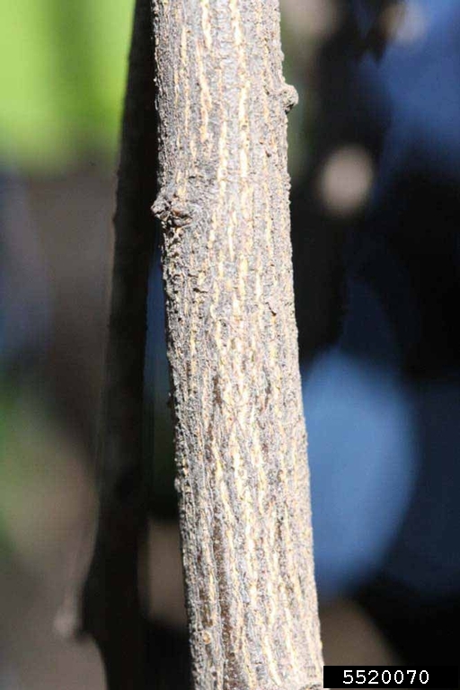 Macetera (Citrus x aurantium cv. Macetera)