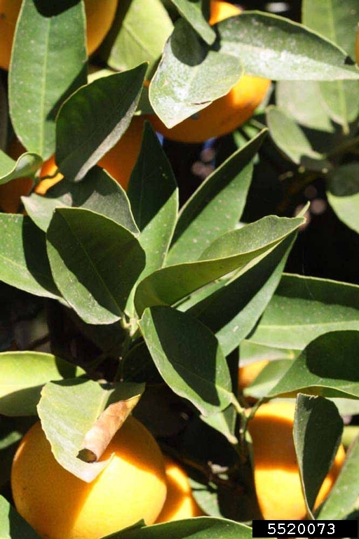 Macetera (Citrus x aurantium cv. Macetera L.)