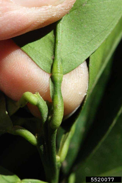 Macetera (Citrus x aurantium cv. Macetera)