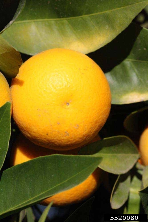 Macetera (Citrus x aurantium cv. Macetera L.)