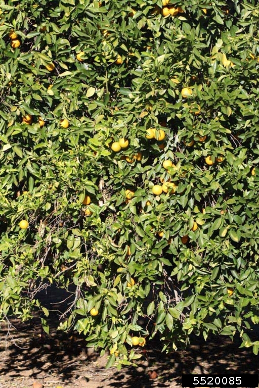 Madam Vinous (Citrus x aurantium cv. Madam Vinous)