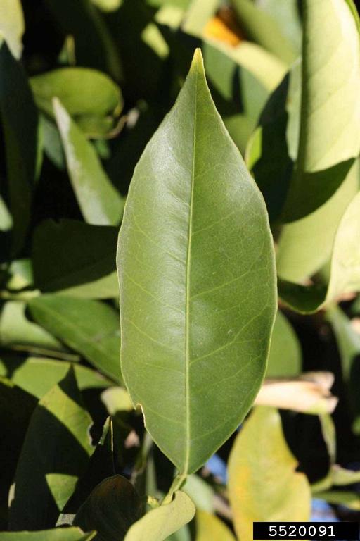 Madam Vinous (Citrus x aurantium cv. Madam Vinous)