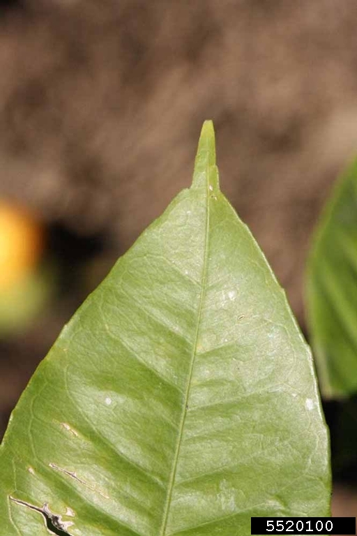 Madam Vinous (Citrus x aurantium cv. Madam Vinous)