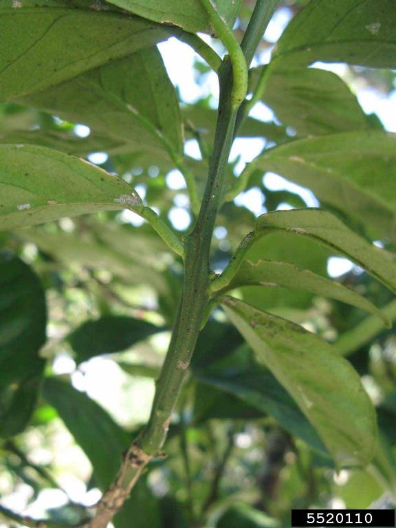 Magnum Bonum (Citrus x aurantium cv. Magnum Bonum L.)