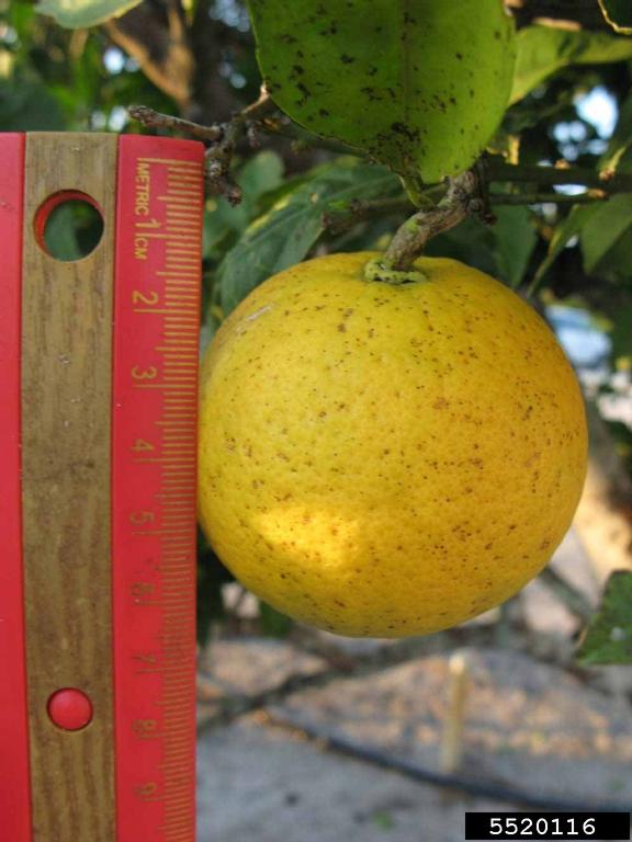 Magnum Bonum (Citrus x aurantium cv. Magnum Bonum)