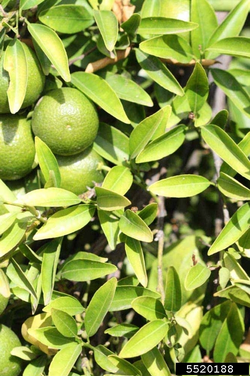 Marisol (Citrus reticulata cv. Marisol Blanco)