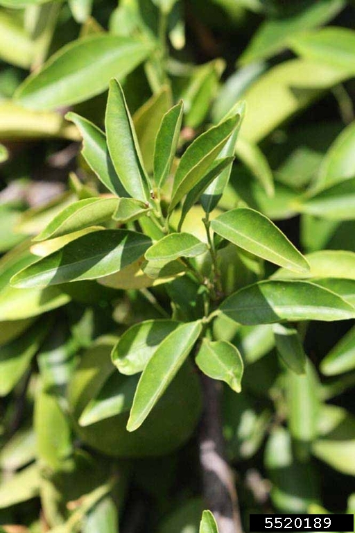 Marisol (Citrus reticulata cv. Marisol Blanco)