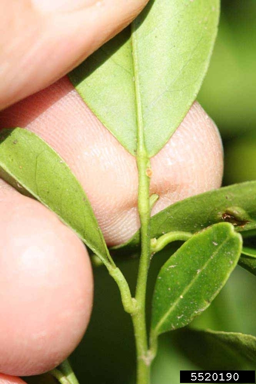 Marisol (Citrus reticulata cv. Marisol)