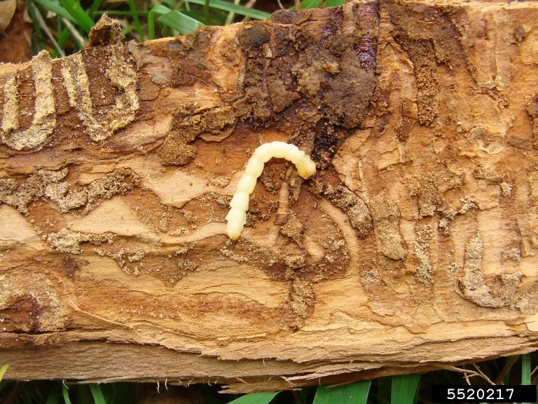 emerald ash borer (Agrilus planipennis)