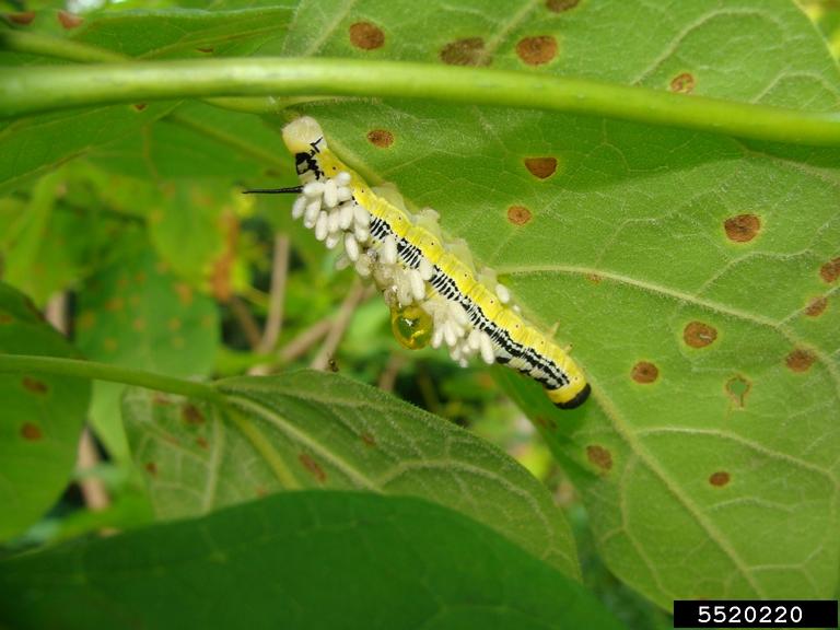 Braconid wasp (Cotesia congregata (Say))