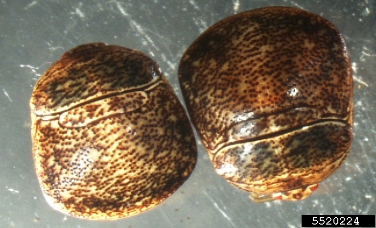 kudzu bug (Megacopta cribraria)