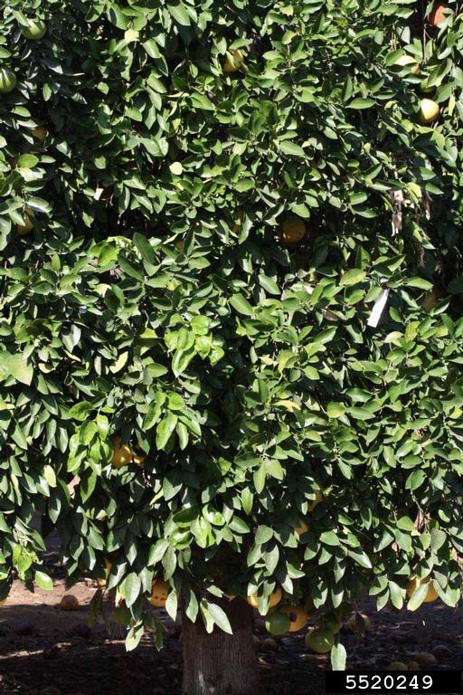 Marsh (Citrus paradisi cv. Marsh)