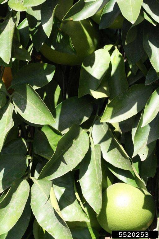 Marsh (Citrus paradisi cv. Marsh)