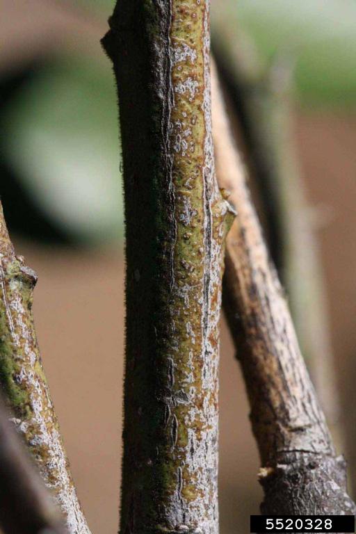 Mato (Citrus maxima cv. Mato)