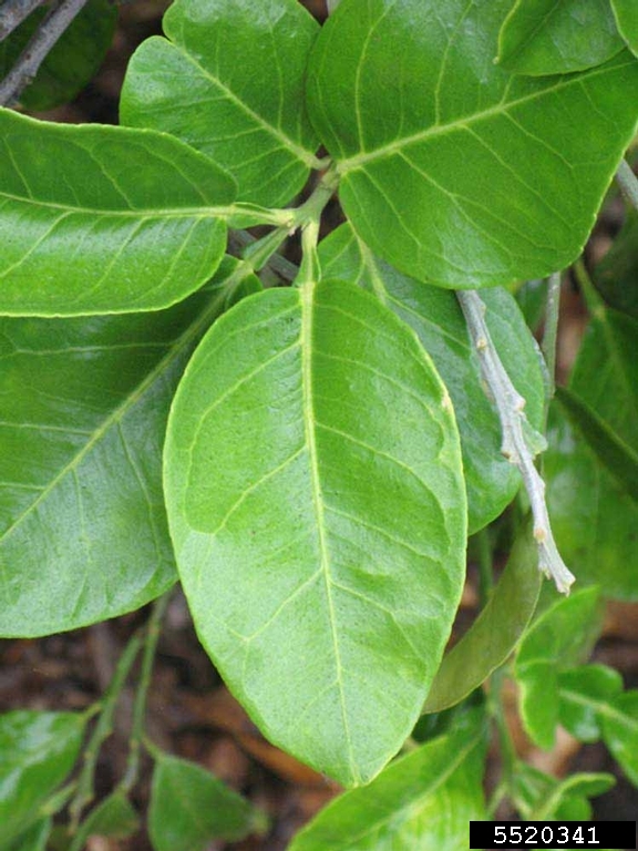 Mato, Citrus maxima cv. Mato (Sapindales: Rutaceae) - 5520341