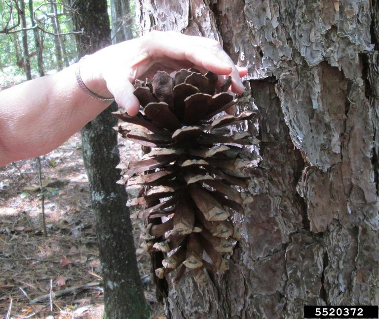 longleaf pine (Pinus palustris)