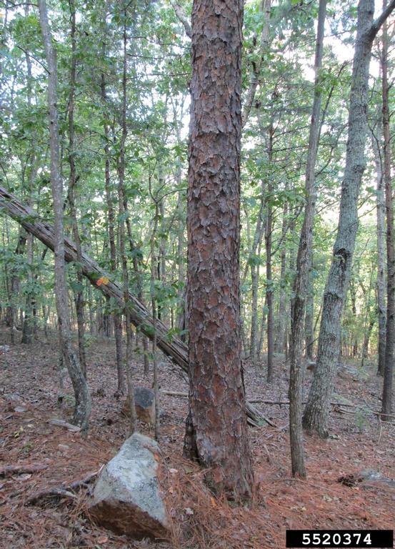 longleaf pine (Pinus palustris)