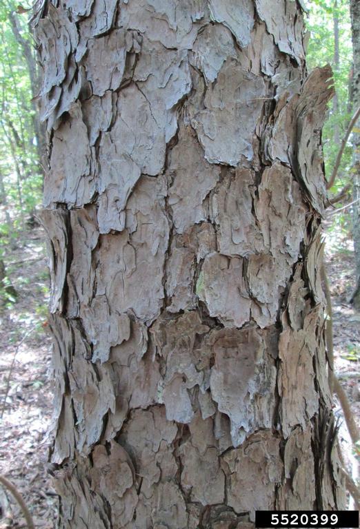 shortleaf pine (Pinus echinata)
