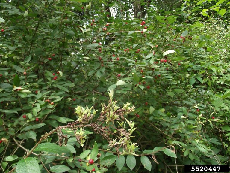 Insolibasidium fungus (Insolibasidium deformans)