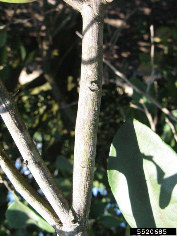 Melogold (Citrus maxima cv. Melogold)