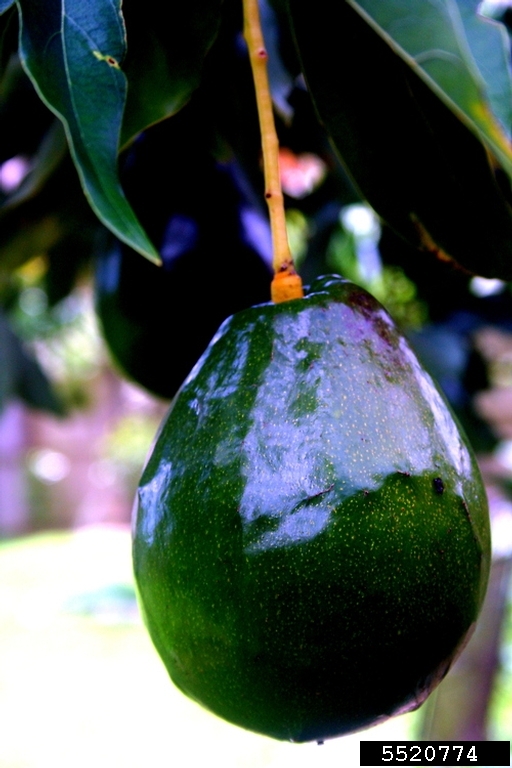 avocado (Persea americana)